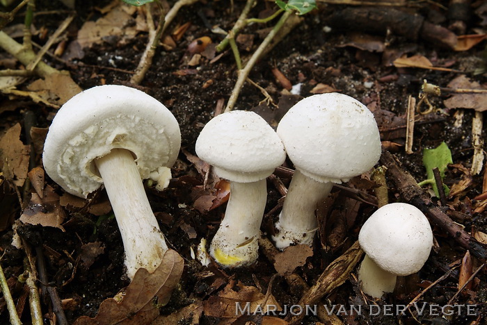 Agaricus Xanthoderma (Karbolchampignon) - AMANITA Paddenstoelen